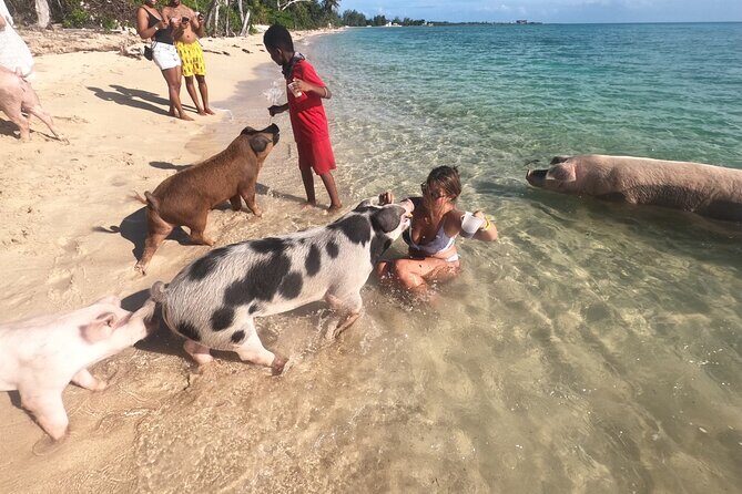 Private GroupTour Pigs/Turtles/Snorkeling/Lunch/Pickup/Dropoff - What Makes This Tour Stand Out?