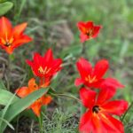 Private Guided Alamedin Gorge Tour - What Makes This Tour Stand Out?