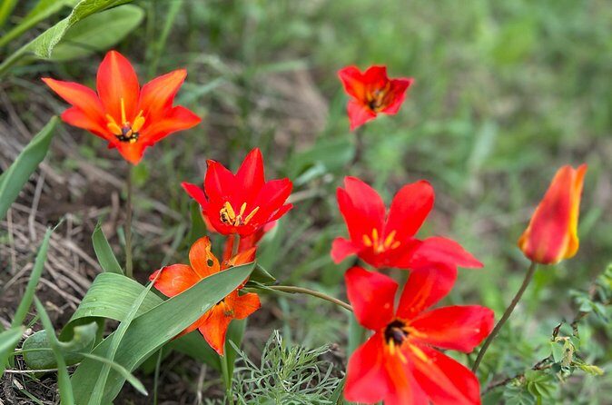 Private Guided Alamedin Gorge Tour - What Makes This Tour Stand Out?