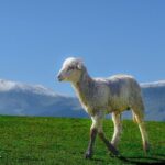 Private Guided Tour of Gulmarg from Srinagar - Detailed Breakdown of the Itinerary