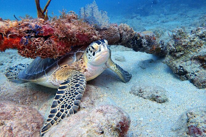 Private Half-Day Guided Snorkeling Charter in St. Thomas - Why It’s Worth the Price