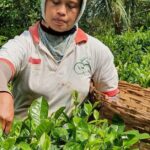 Private Half-Day Tea Village Discovery with lunch in Yogyakarta - Who Will Love This Tour?