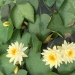 Private Half Day Tour to Lotus Hill from Guangzhou - What’s Missing? Considerations for Travelers