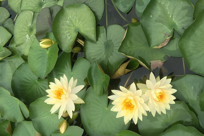 Private Half Day Tour to Lotus Hill from Guangzhou - What’s Missing? Considerations for Travelers