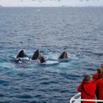 Private: Humpback Whale Encounter in Samaná Bay - What’s Included and What to Expect