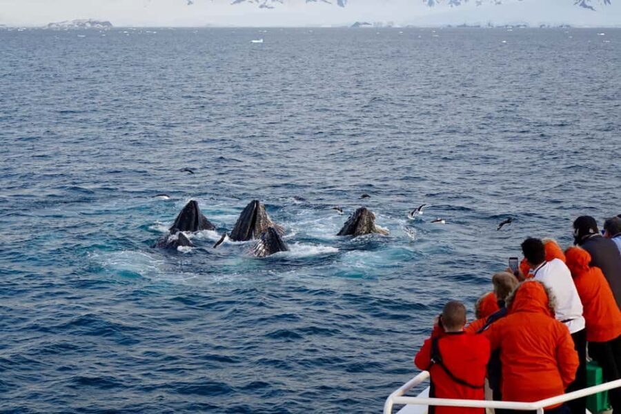 Private: Humpback Whale Encounter in Samaná Bay - What’s Included and What to Expect