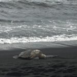 Private Island Adventure Volcanoes Beaches and Coffee Farms - Who Should Consider This Tour?