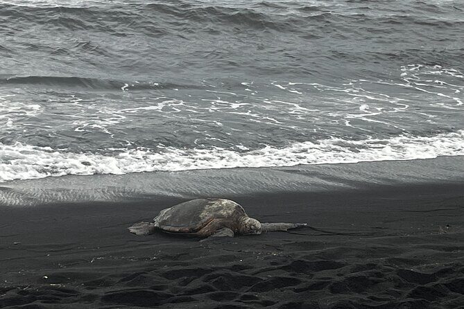 Private Island Adventure Volcanoes Beaches and Coffee Farms - Who Should Consider This Tour?