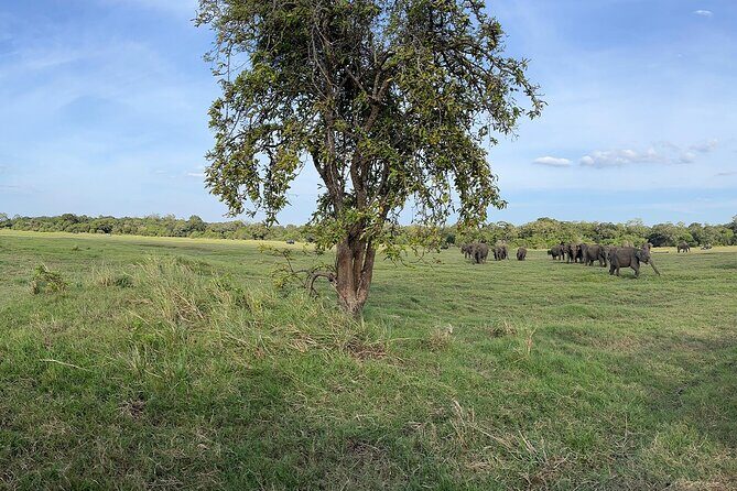 Private Jeep Safari at Minneriya National Parks - The Itinerary: What Can You Expect?