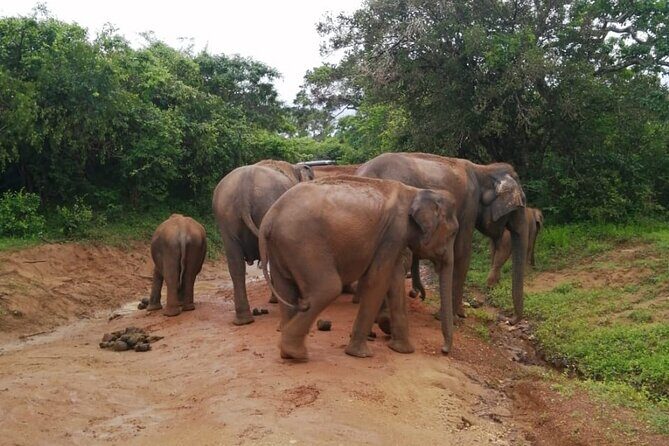 Private Jeep Safaris Tour in Yala National Park - Final Thoughts: The Heart of Yala in a Few Hours
