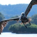 Private Kayaking in Los Haitises with Tour guide from Caño Hondo - The Sum Up