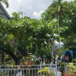 Private Kingston and Bob Marley Museum Tour from Falmouth - Practical Details and Tips