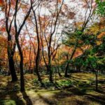 Private Kyoto & Nara Day Tour with English Driver GuideBEST - Who Will Love This Tour?