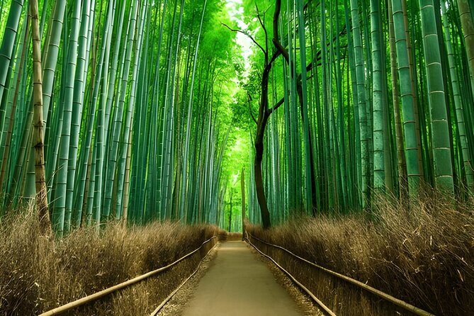 Private Kyoto Sightseeing Tour with Licensed Green-Plate Vehicle - Analyzing the Value and Experience