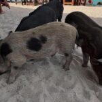 Private Longtail Boat Tour to Koh Madsum & Koh Tan - Cost and Value