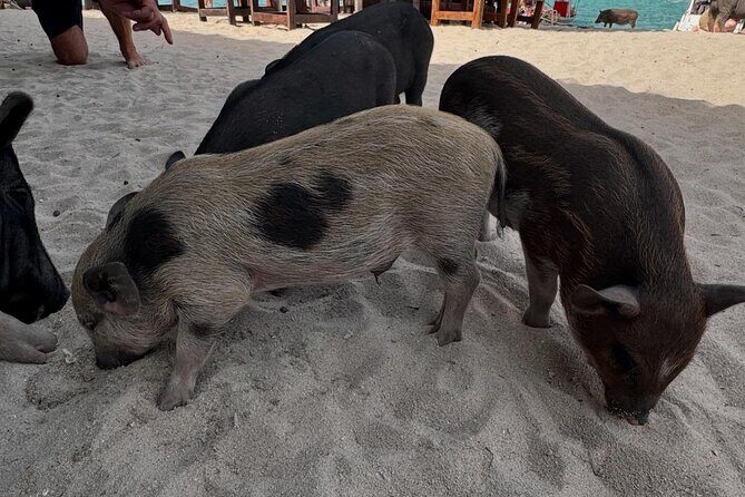 Private Longtail Boat Tour to Koh Madsum & Koh Tan - Cost and Value