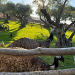 Private Luxury Car Tour in San Francisco Hotel Kabuki - What Does the Tour Really Offer for the Price?