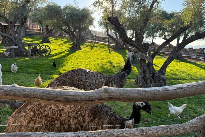 Private Luxury Car Tour in San Francisco Hotel Kabuki - What Does the Tour Really Offer for the Price?