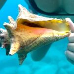 Private Luxury Catamaran Half Day Charter - Who Would Love This Tour?