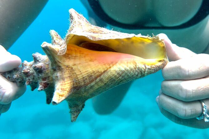 Private Luxury Catamaran Half Day Charter - Who Would Love This Tour?