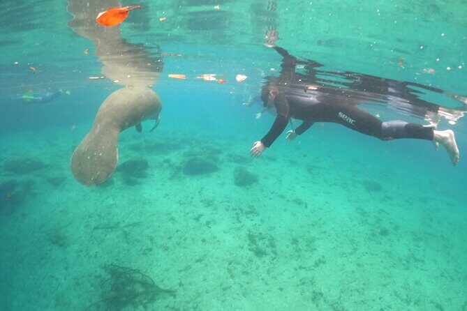 Private Manatee Snorkel Tour with FREE Photo Package - Overview of the Tour Experience