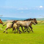 Private Mongolia Tour: 9 Days Genghis Khan Birthplace Exploration - What Makes This Tour Stand Out?