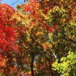 Private Mt Fuji Car and Hiking Experience from Gotemba - Mizugatsuka Park: A Perfect Photo Op and Starting Point