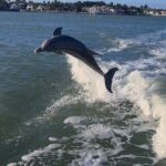 Private Naples Dolphin Watching with breakfast at Port Royal - What to Expect from Your Dolphin Watching Cruise