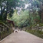 Private Nara Experience with Local Guide - Why This Tour Is a Good Choice