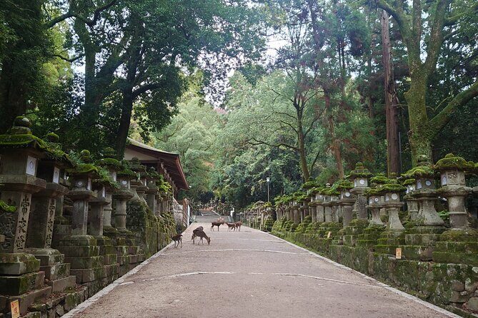 Private Nara Experience with Local Guide - Why This Tour Is a Good Choice