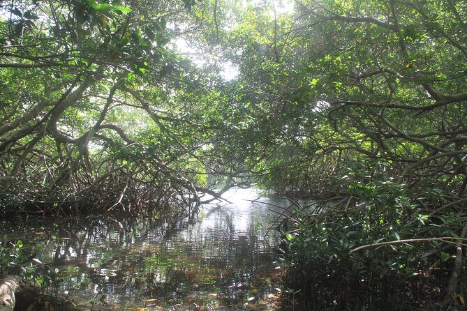 Private nature tour: Aruban mangrove forest & pristine coral reef - The Itinerary in Detail