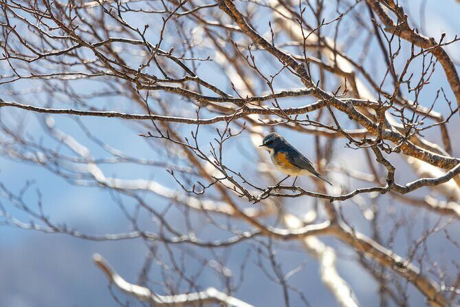 Private Nikko Tour with English Speaking Driver - What the Reviews Say (Based on Available Data)