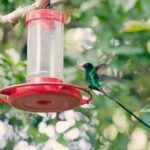 Private Rockland Bird Sanctuary Tour from Montego Bay - The Sum Up