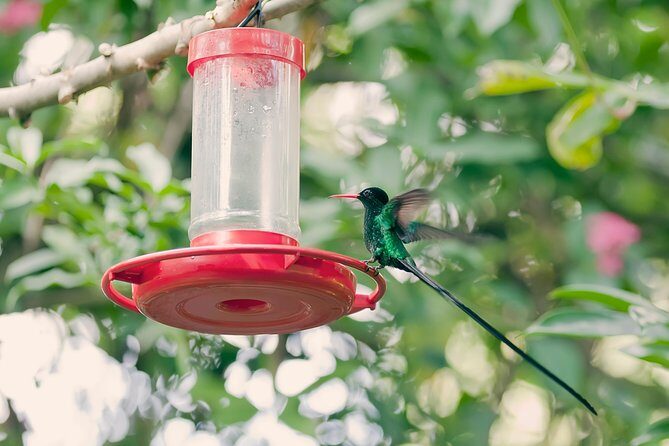 Private Rockland Bird Sanctuary Tour from Montego Bay - The Sum Up