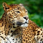 Private Safari at Yala National Park - Who Should Consider This Tour?