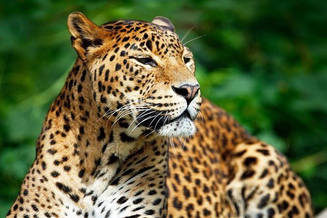 Private Safari at Yala National Park - Who Should Consider This Tour?