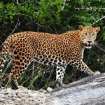 Private Safari in Kumana National Park from Arugambay - The Itinerary: A Detailed Breakdown