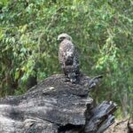 Private Safari Tours in Minneriya National Park - Why This Tour Stands Out