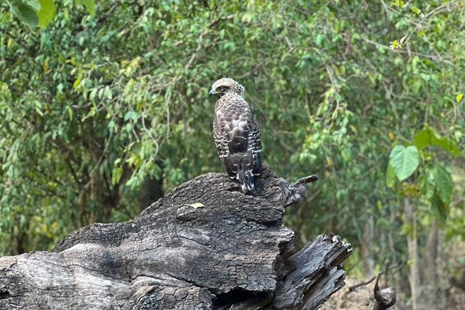 Private Safari Tours in Minneriya National Park - Why This Tour Stands Out