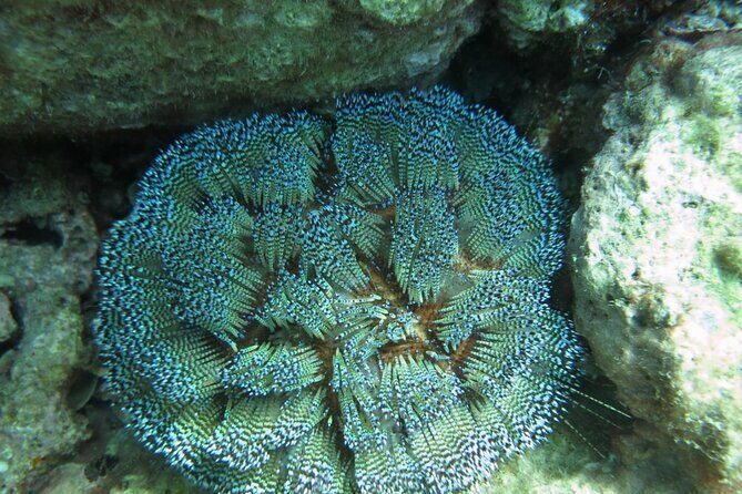 Private Scuba Diving Experience at Marine Park Included Lunch - The Value and Cost Consideration