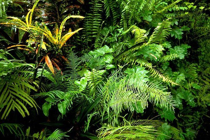 Private Sightseeing Tour in & Around Ocho Rios - What to Expect from Transportation and Service