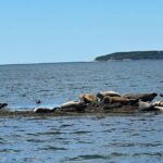 Private Small Group Wildlife Eco Tour in Kennebunkport - The Sum Up