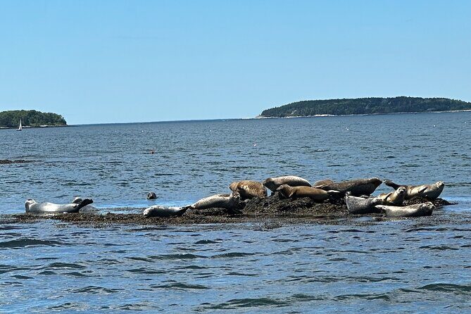 Private Small Group Wildlife Eco Tour in Kennebunkport - The Sum Up