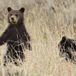 Private Small Group Yellowstone Wildlife Safari - Who Will Appreciate This Tour?