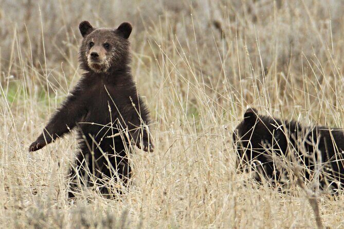 Private Small Group Yellowstone Wildlife Safari - Who Will Appreciate This Tour?