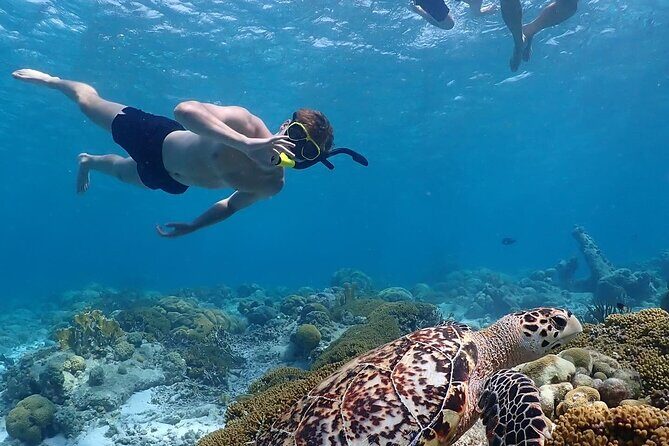 Private Snorkel Tour with Captain and Guide Bonaire Marine Park - The Sum Up