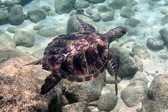 Private Snorkel tours - Exploring the Value of Private Snorkel Tours in Oahu