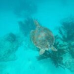 Private snorkel with 2 stops in Aruba - Eco-friendly! - Practical Considerations