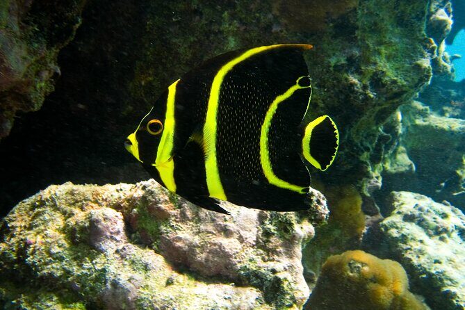 Private Snorkel with Turtle at Akumal - The Practical Side: What to Expect