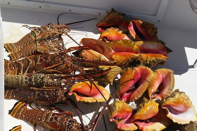 Private Snorkeling And Fishing Activity - Practical Tips for Booking and Participation